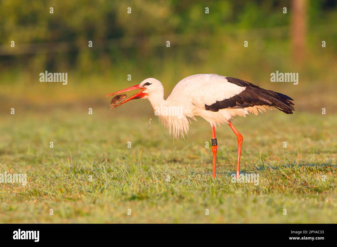 White stork ringing hi-res stock photography and images - Alamy