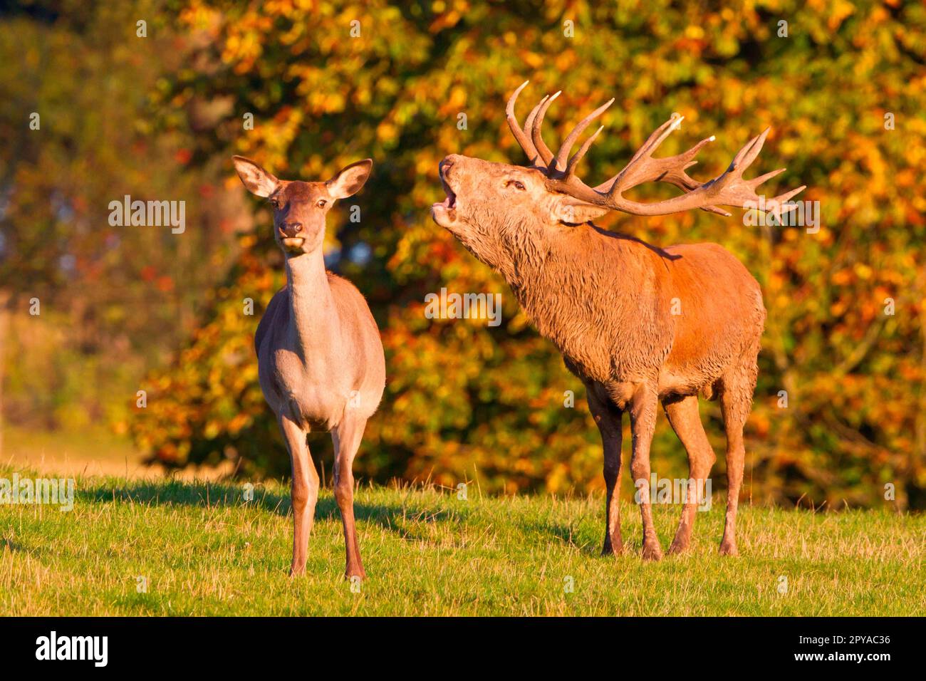 Red deer, pair, rut Stock Photo - Alamy