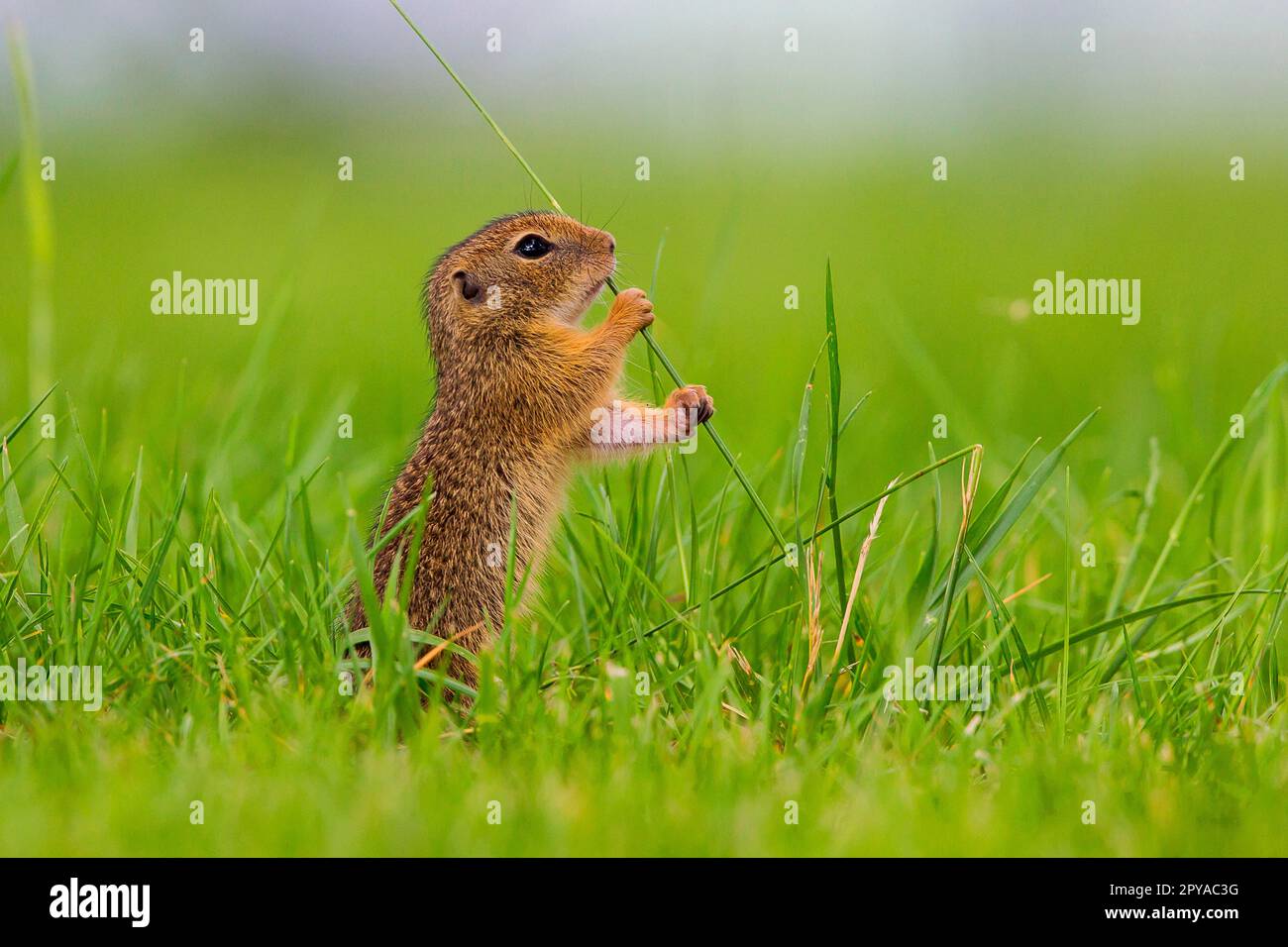 Gopher feeding hi-res stock photography and images - Alamy