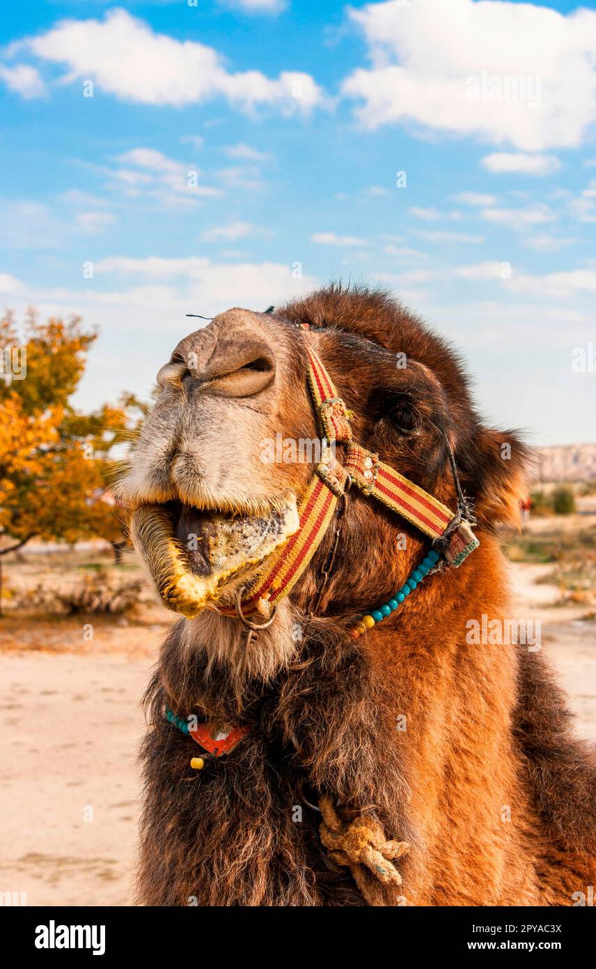 Bactrian camel, Cappadocia, Turkey Stock Photo - Alamy