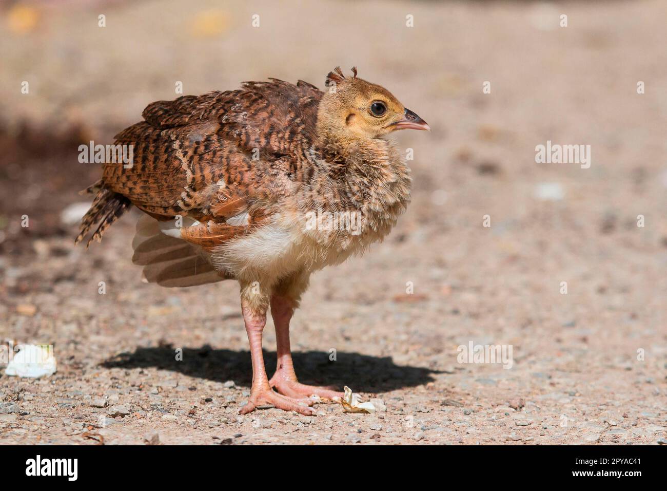 Blue peacock, chick Stock Photo - Alamy