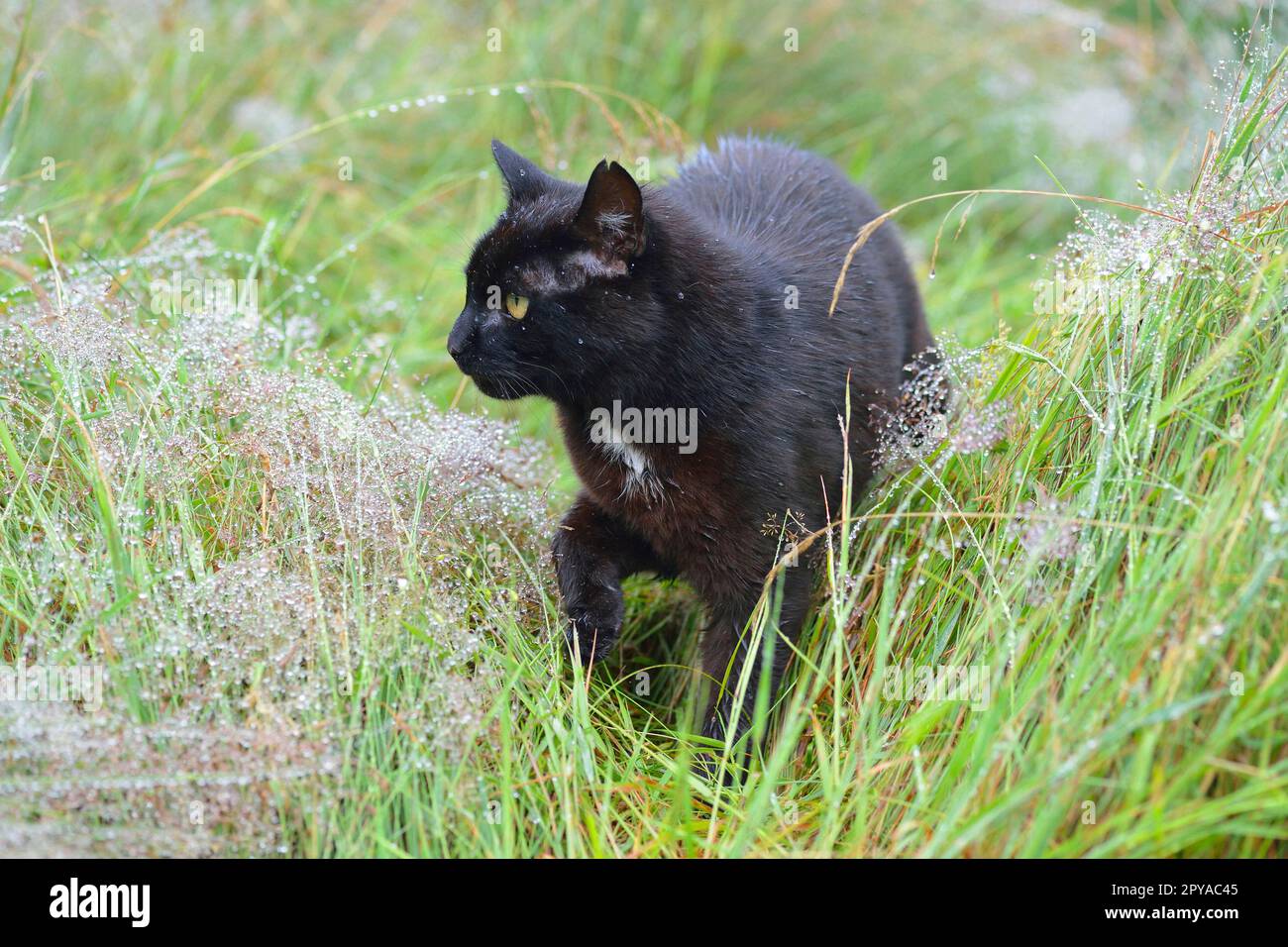 Domestic cat, outdoor cat Stock Photo - Alamy