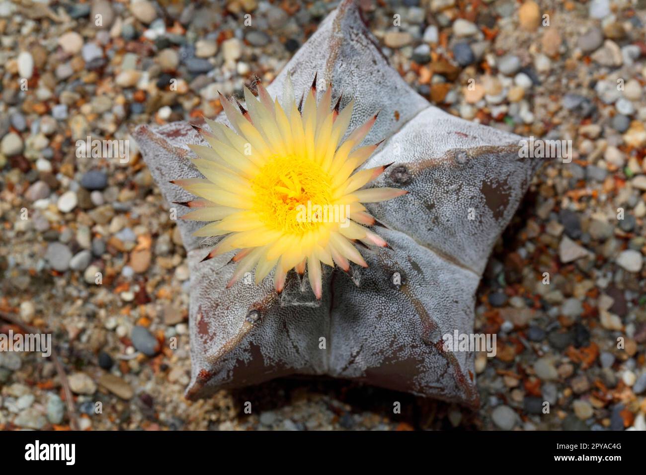 Cap looking down hi-res stock photography and images - Alamy