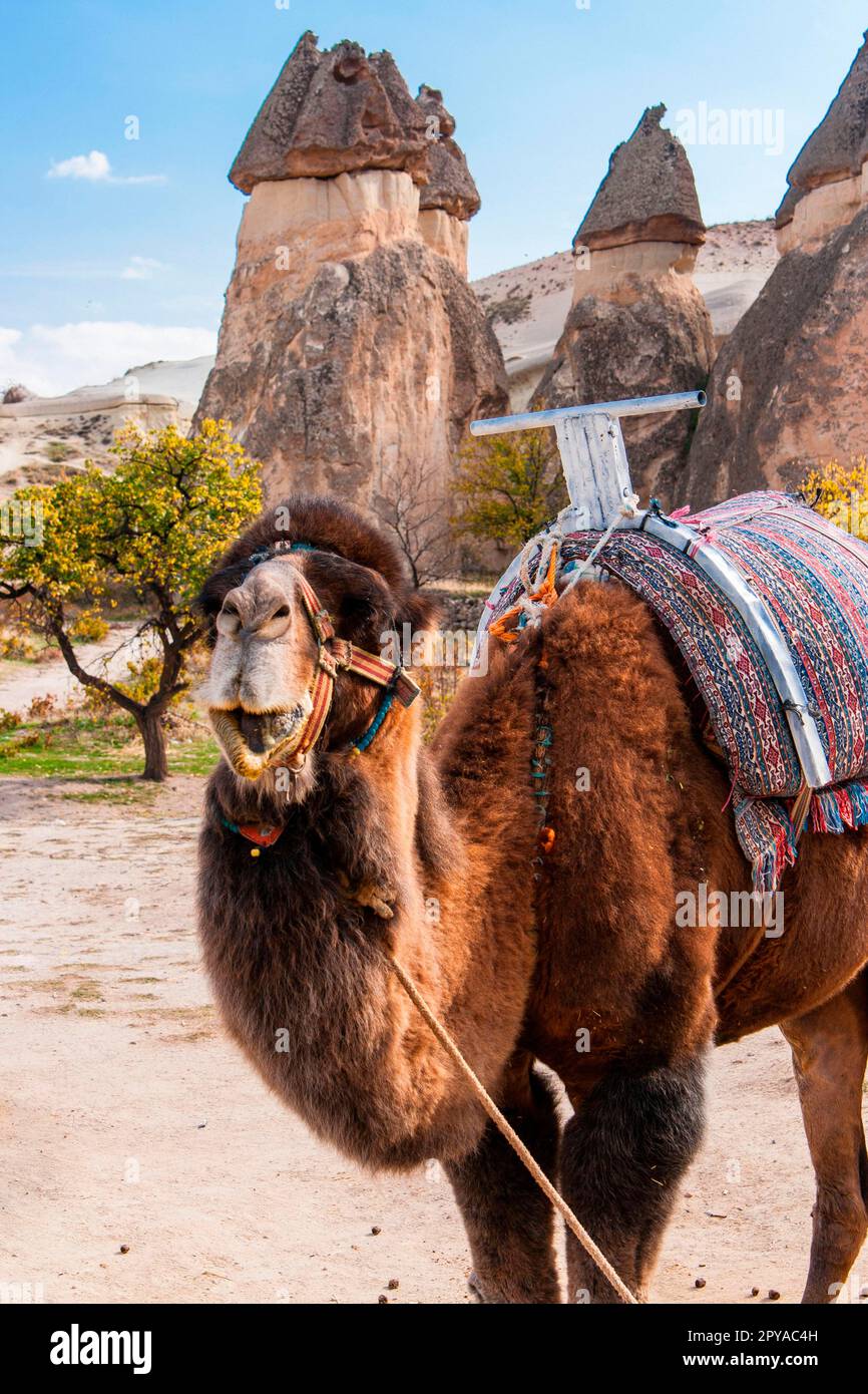 Bactrian camel, Cappadocia, Turkey Stock Photo - Alamy