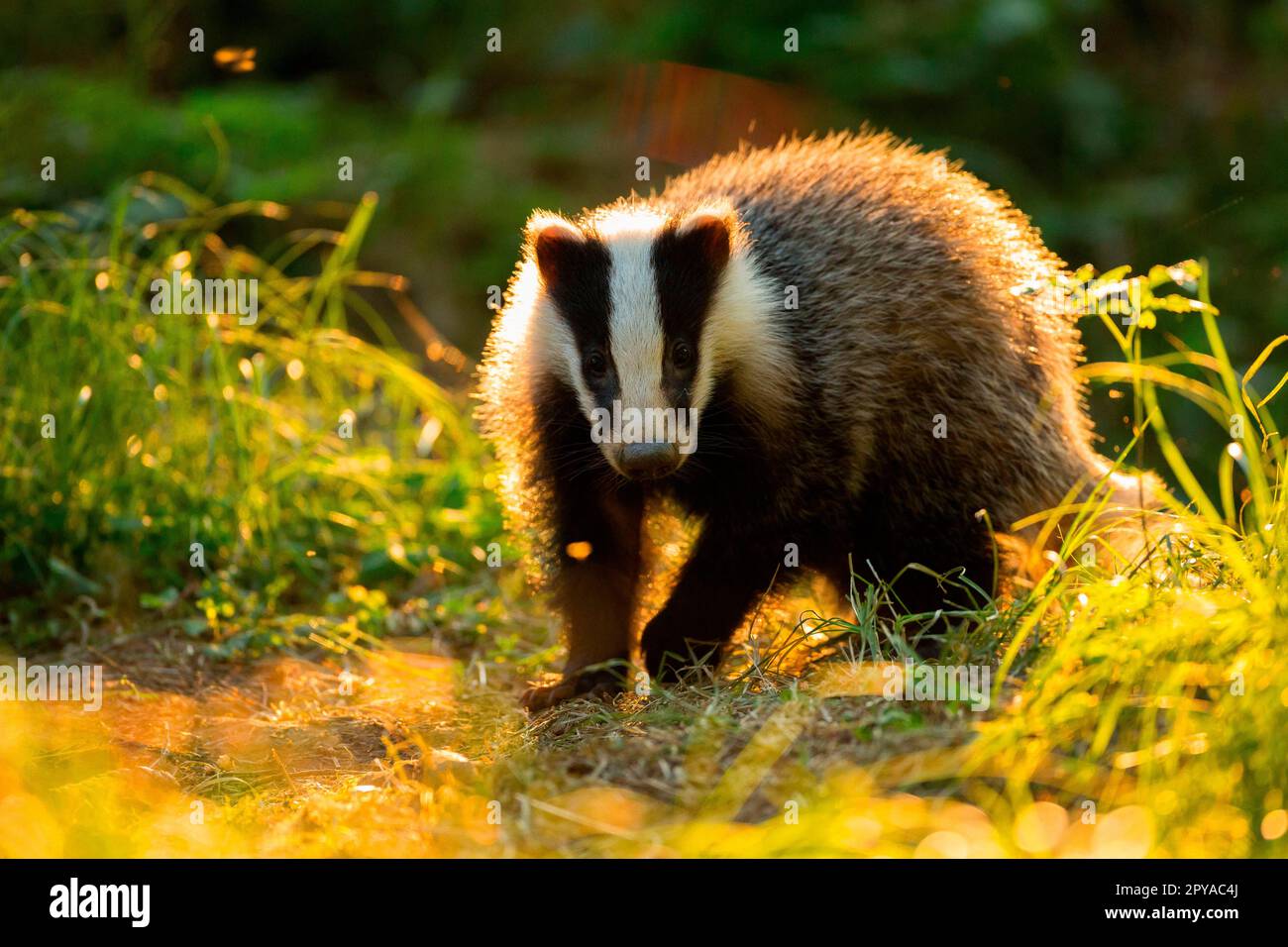 Baby badger hi-res stock photography and images - Alamy