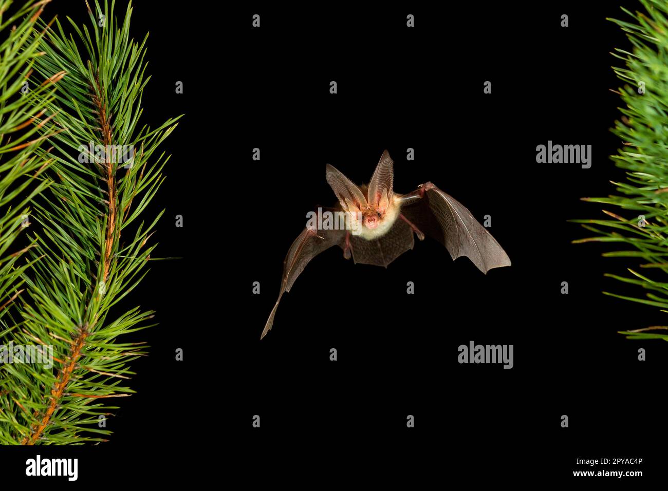 Bat animal light hi-res stock photography and images - Alamy