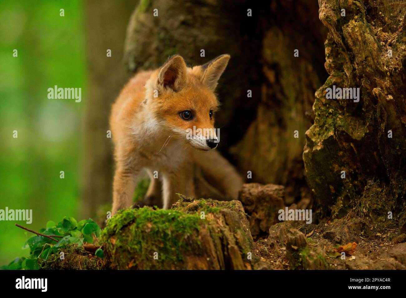 Red fox, young animal Stock Photo - Alamy