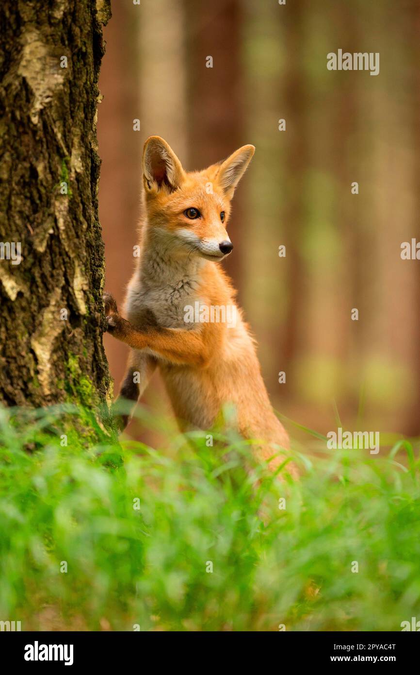 Mature fox hi-res stock photography and images - Alamy