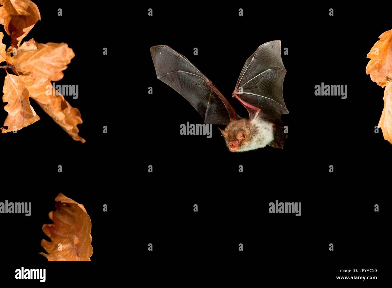 Night bat light hi-res stock photography and images - Alamy