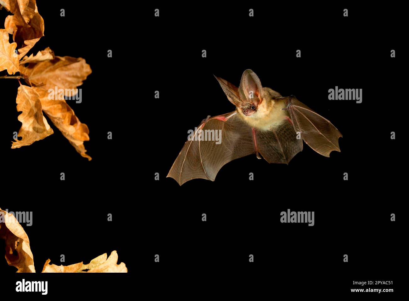Grey long-eared bat Stock Photo - Alamy