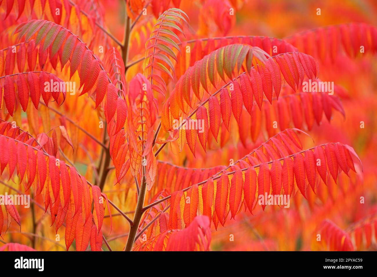 Staghorn sumac (Rhus typhina), Germany Stock Photo - Alamy