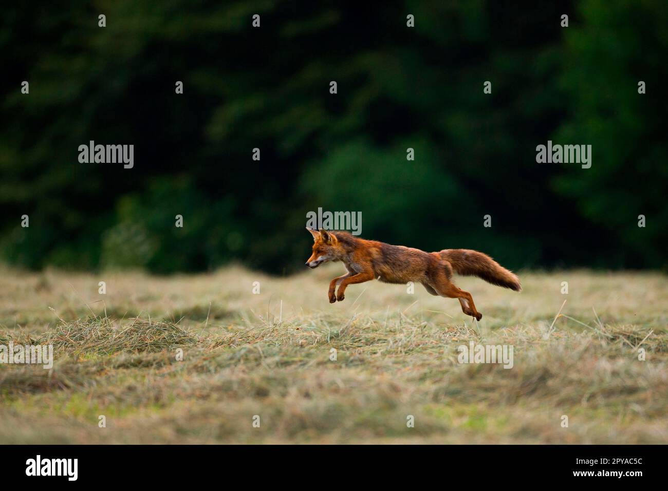 Outdoor fox hi-res stock photography and images - Alamy