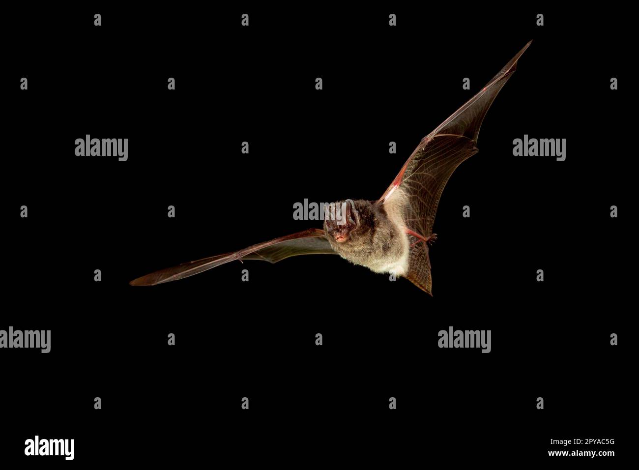 Bat pug hi-res stock photography and images - Alamy