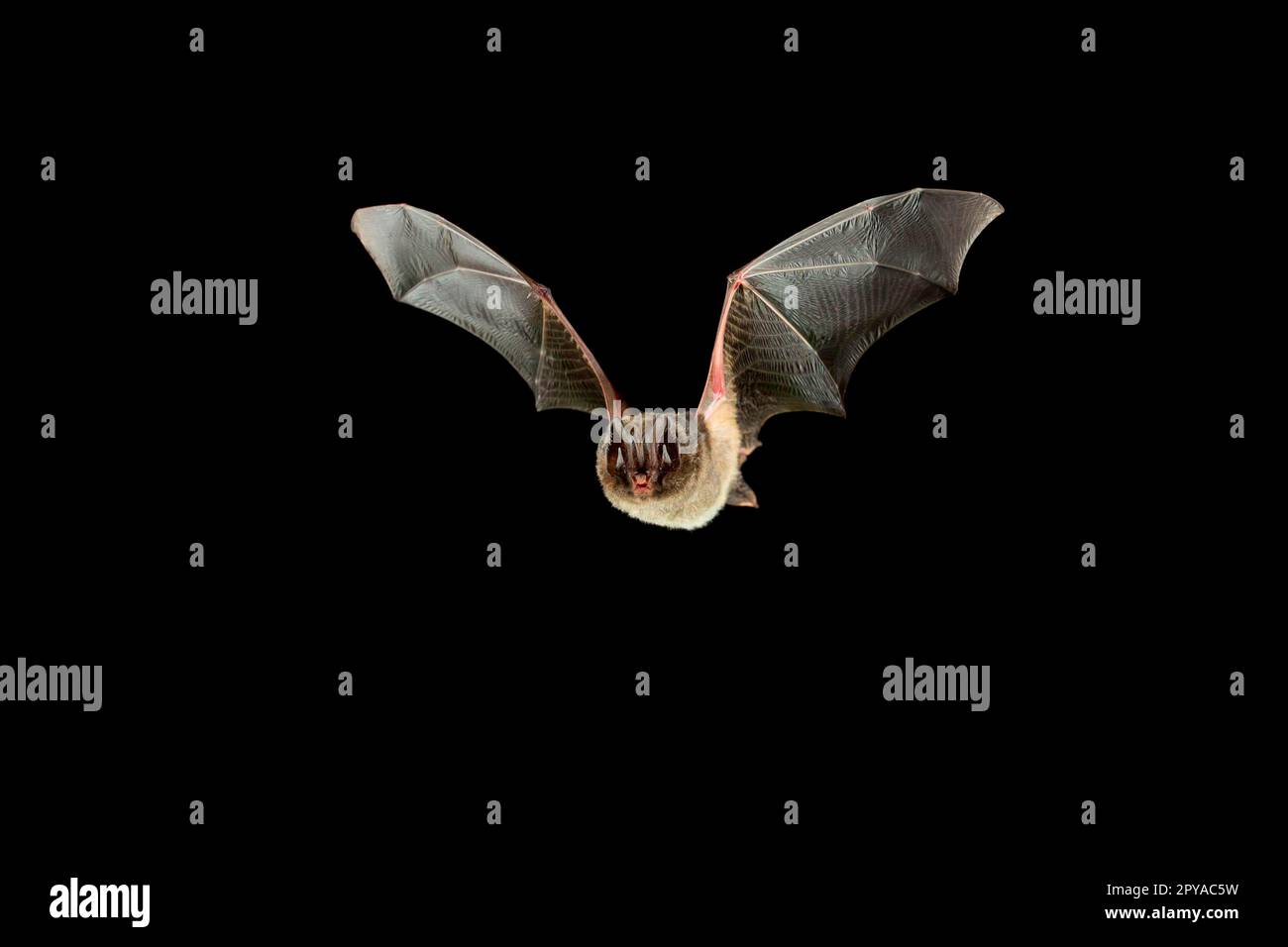 Bat pug hi-res stock photography and images - Alamy