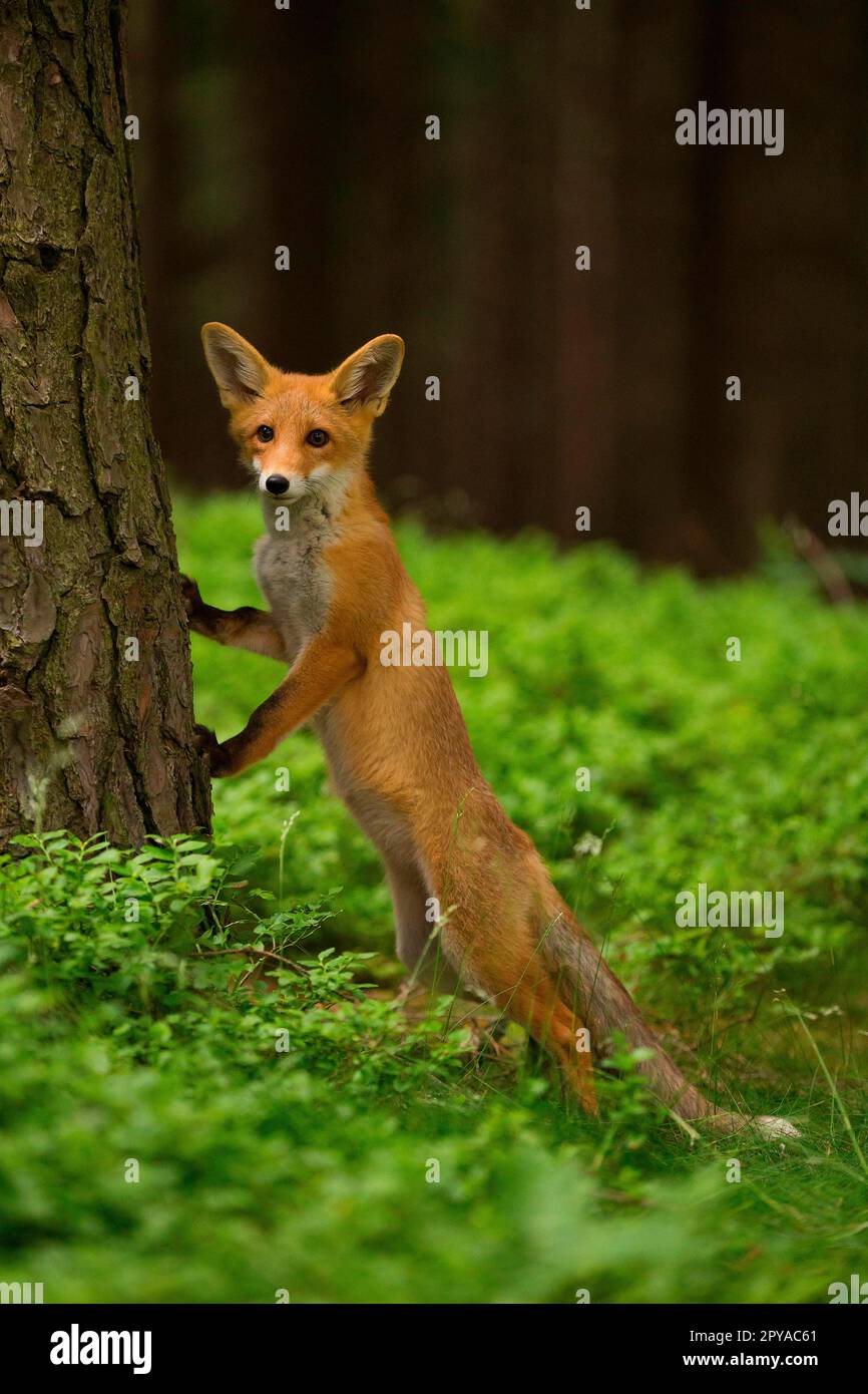 Mature fox hi-res stock photography and images - Alamy