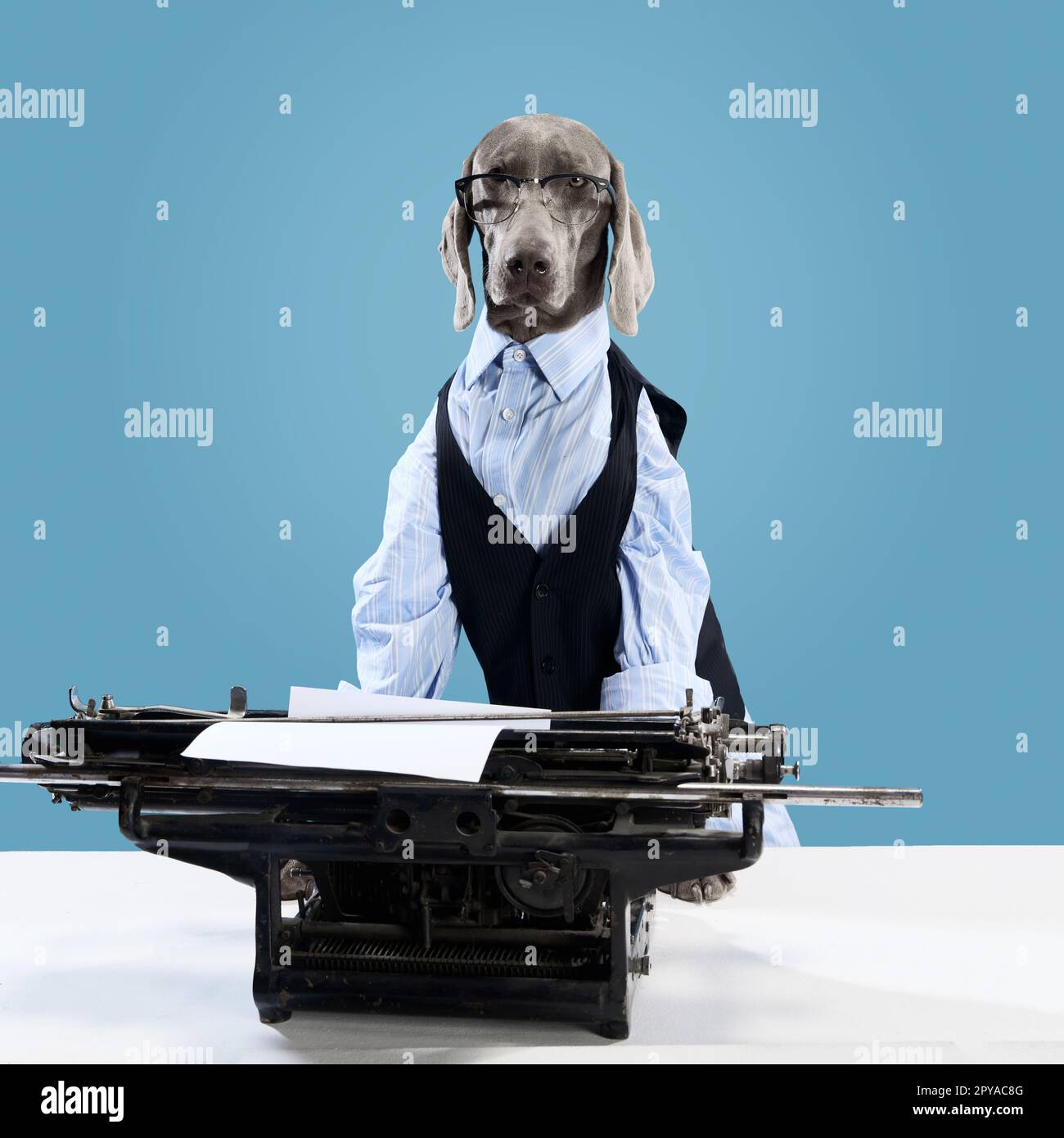 Portrait of Weimaraner dressed as businessman with eyeglasses posing ...