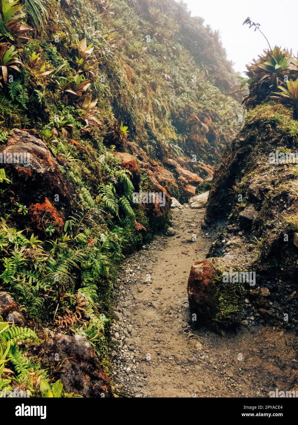 Soufriere volcano, Guadeloupe, West Indies Stock Photo - Alamy