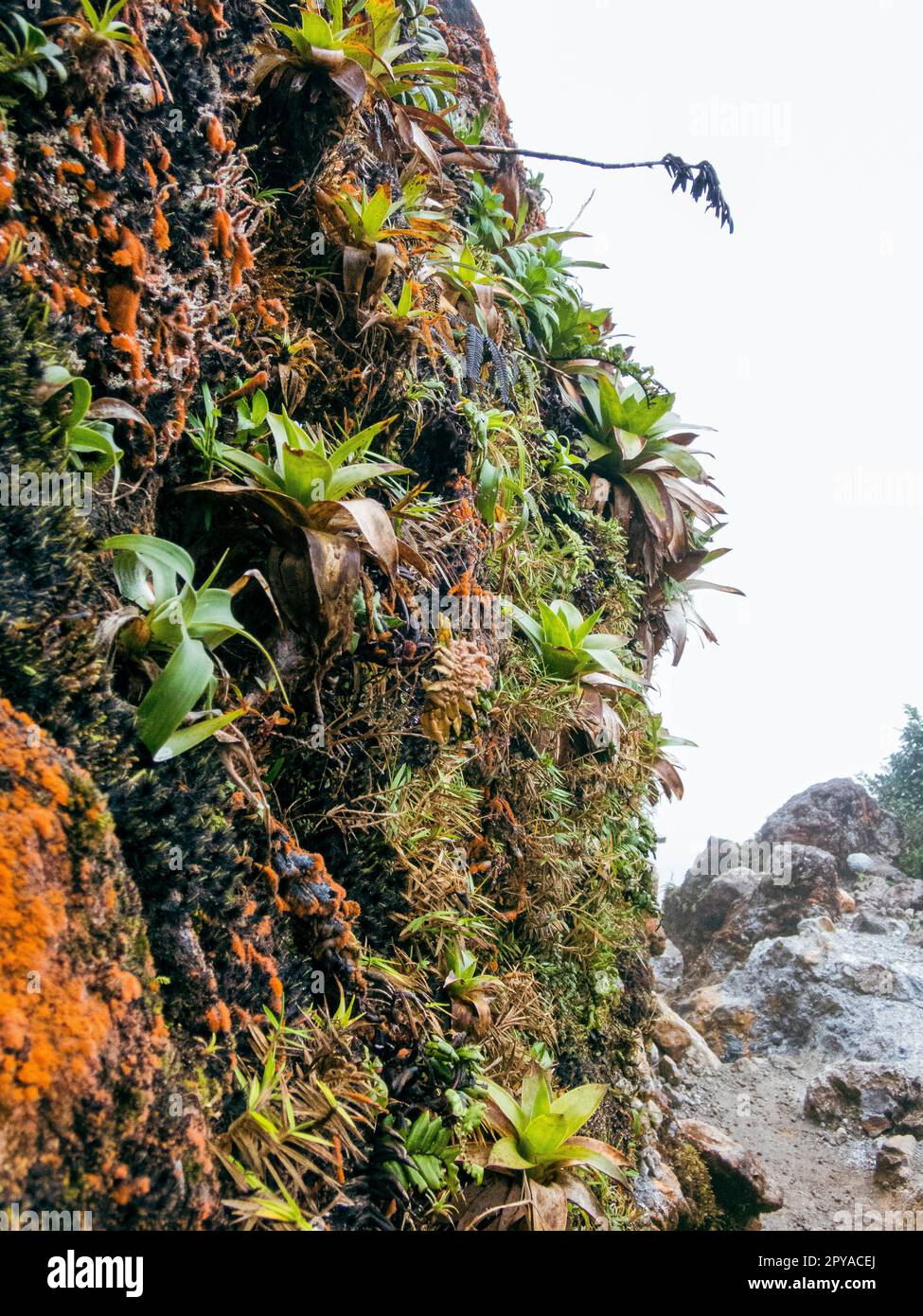 Soufriere volcano, Guadeloupe, West Indies Stock Photo - Alamy