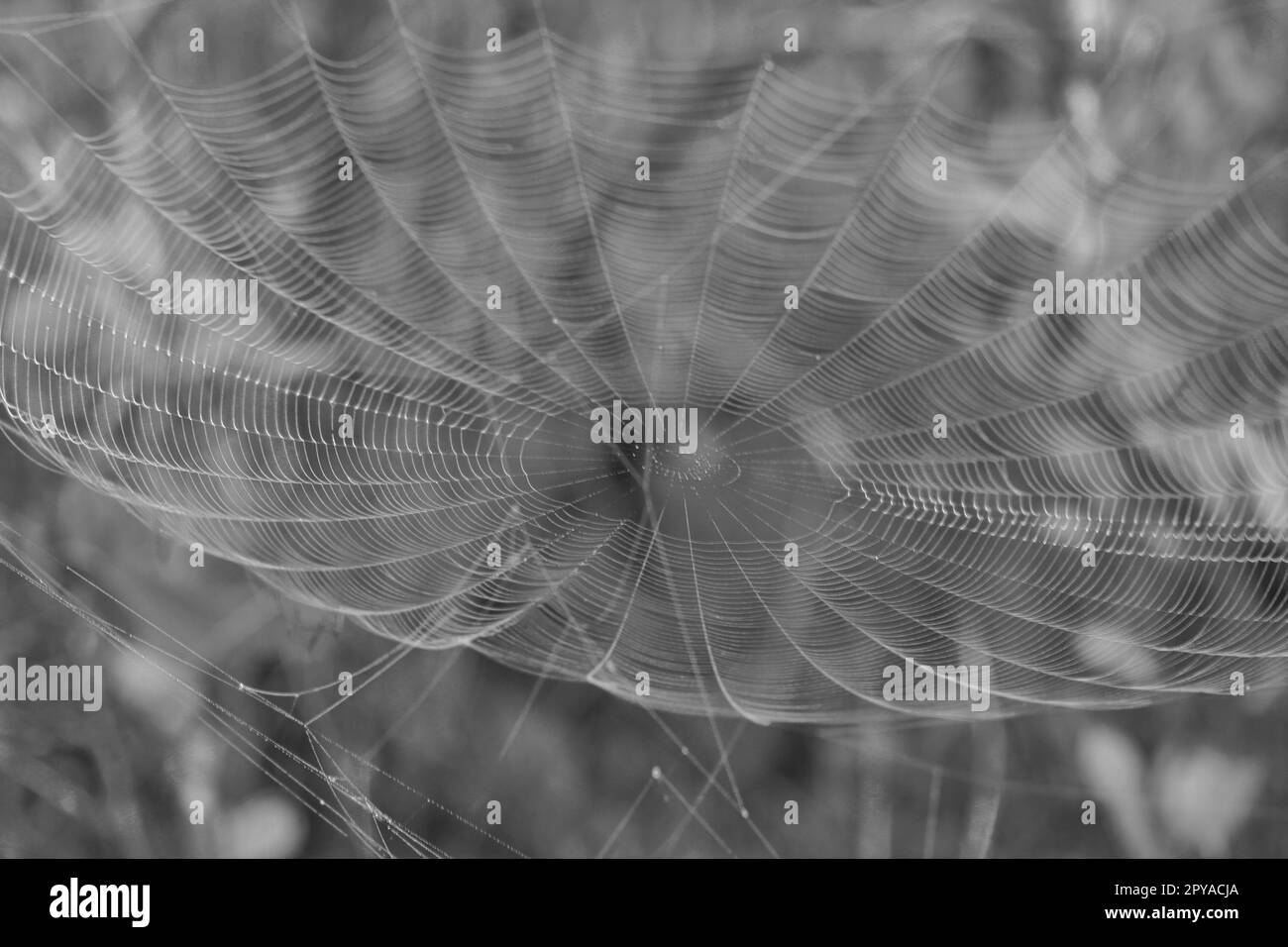 A grayscale of a spider web isolated on blurred background Stock Photo ...