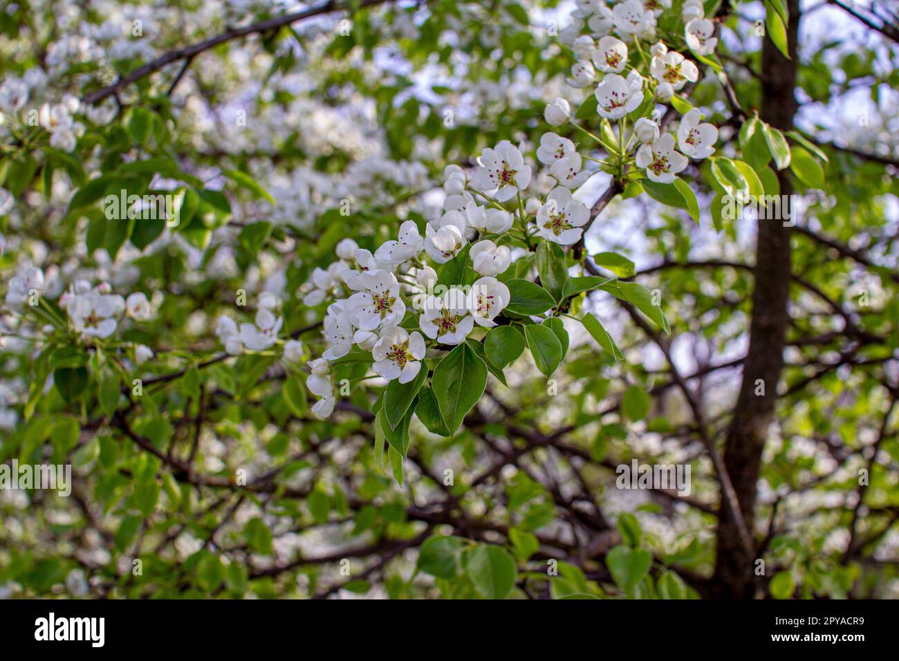 Beautiful blooming pear tree branches with white flowers growing in a ...