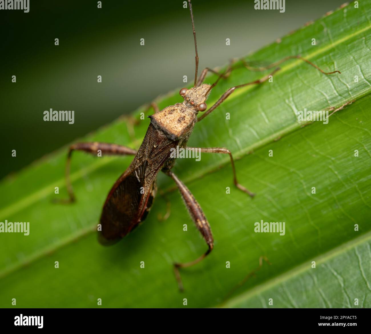 A macro photograph of a Rice ear bug, its intricately detailed body and ...