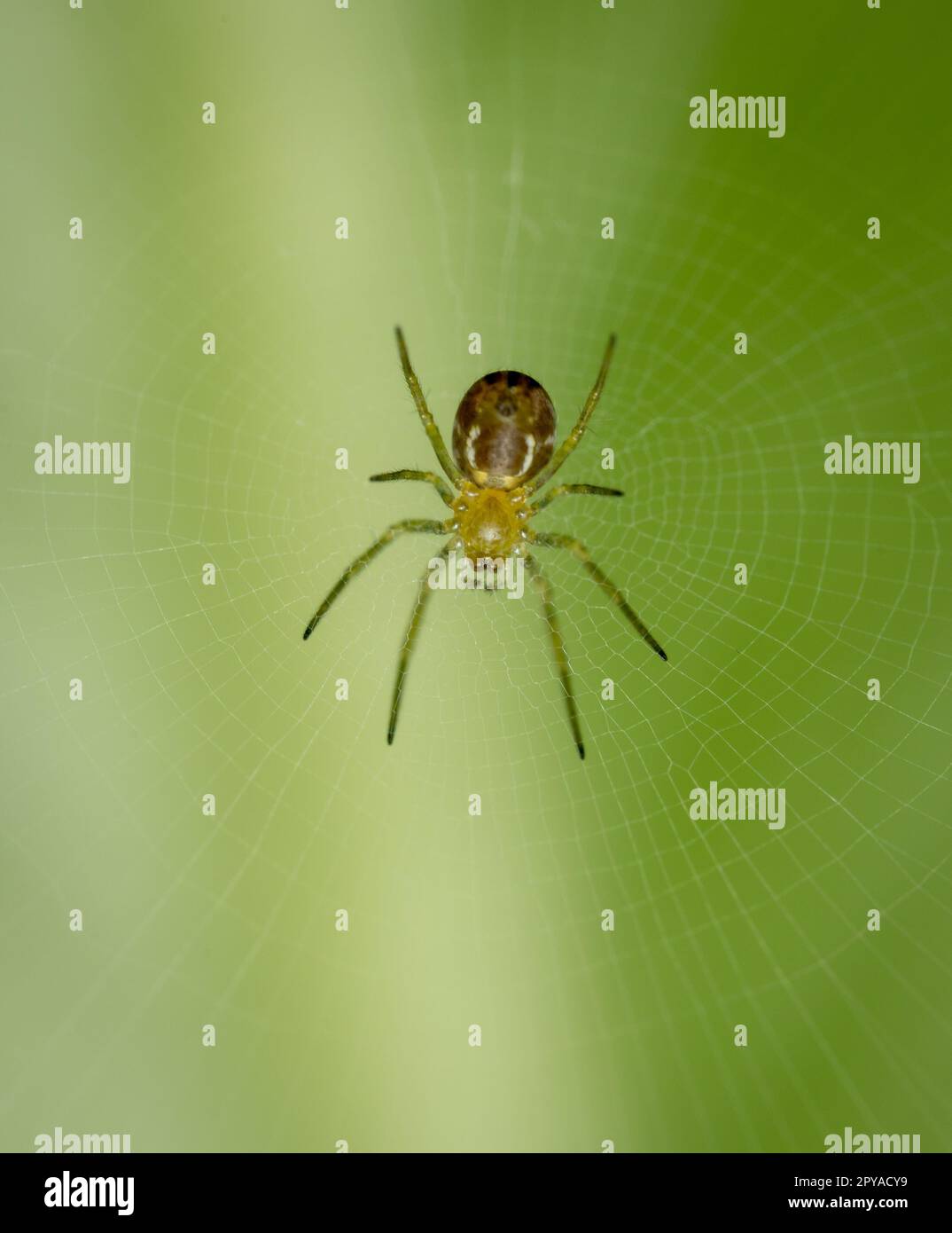 A close-up image of a spider spinning its web in a green leafy ...