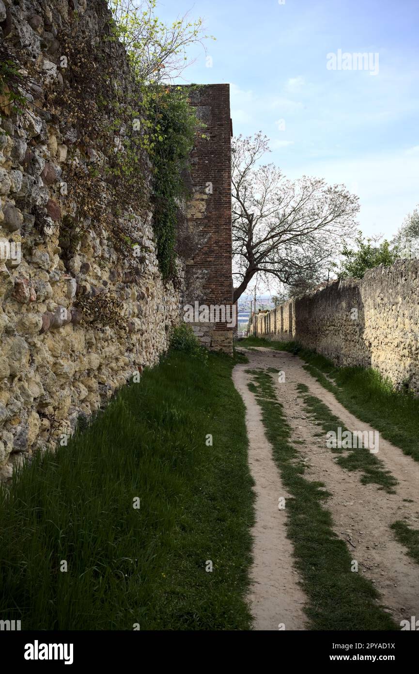 Tree in a dirt path between boundary walls in a park by the hillside ...