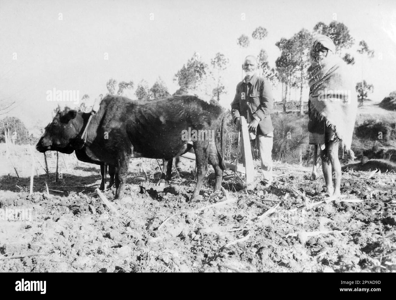 Ploughing in the Simla Hills in Dagshai, a cantonment town in the Solan ...