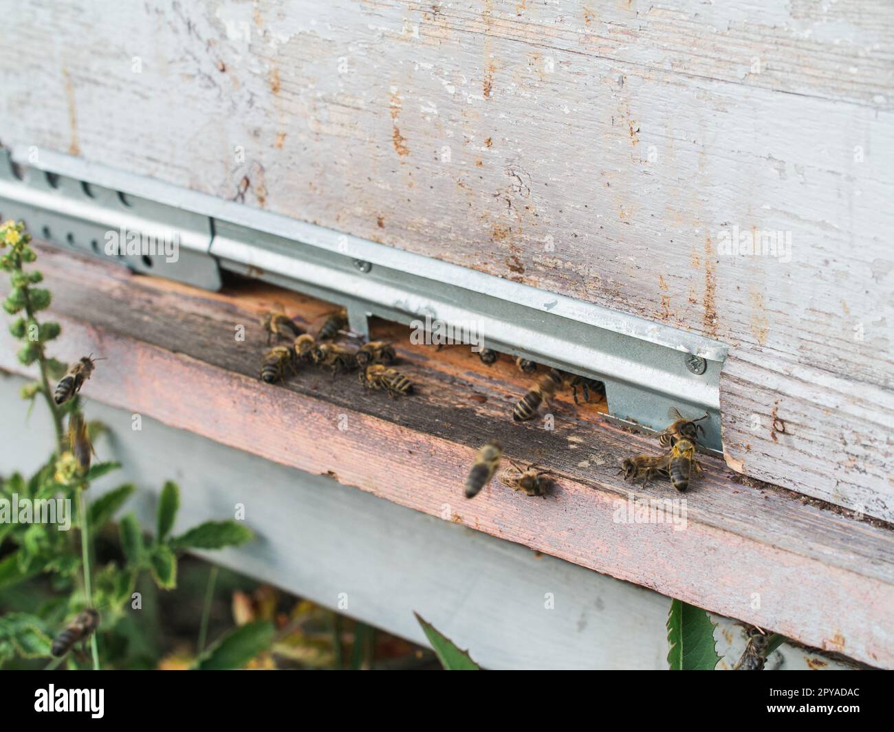 Honey bees at coming and going at the hive Stock Photo - Alamy