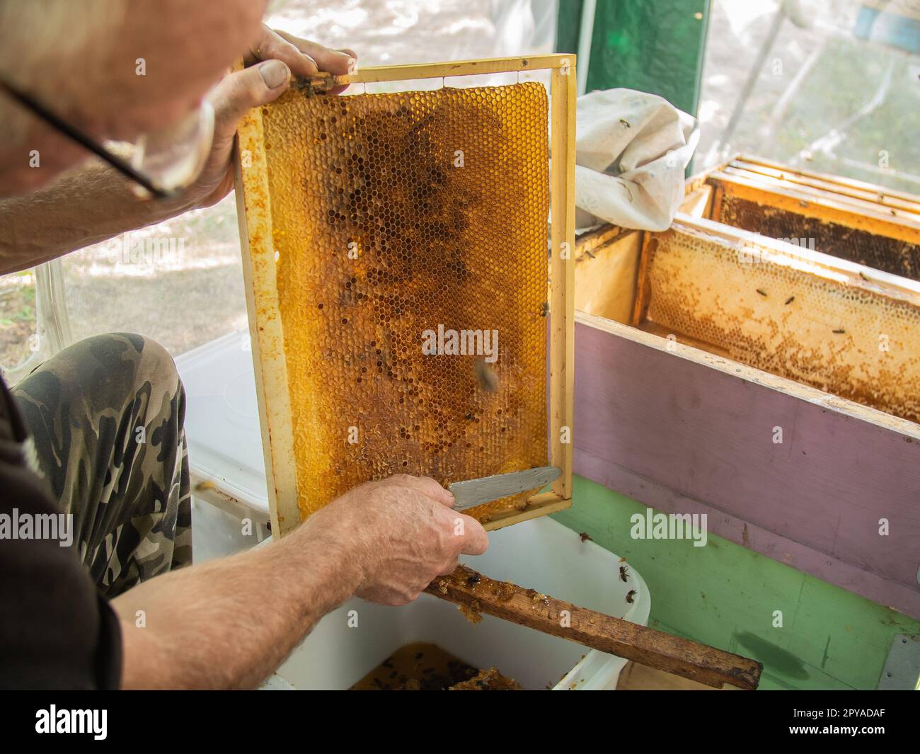 Extracting honey from honeycomb concept. Close up view of beekeeper ...