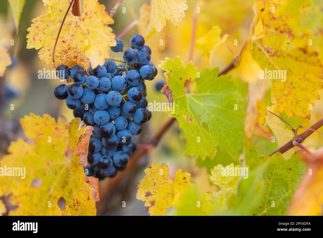 Coonawarra Grape Vines in Australia Stock Photo - Alamy