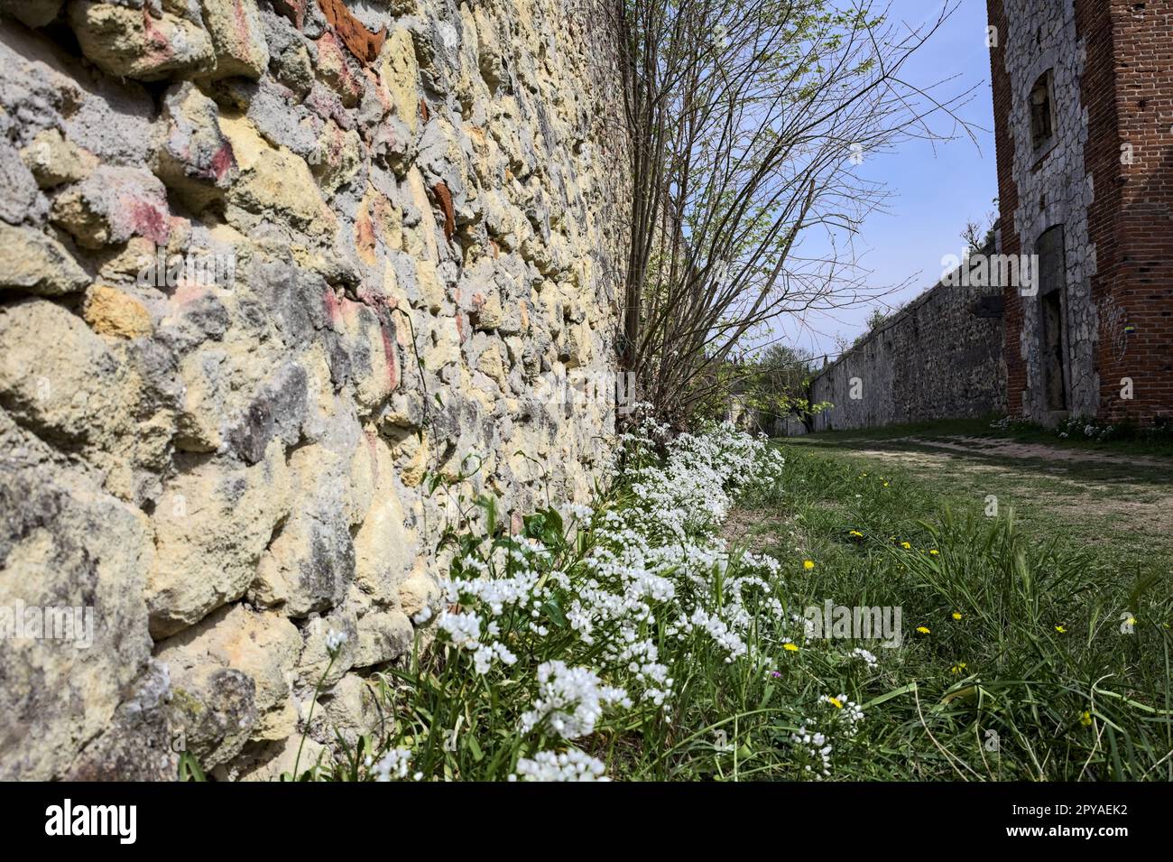 Tree in a dirt path between boundary walls in a park by the hillside ...