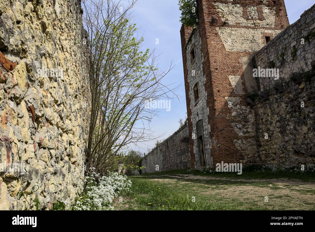 Tree in a dirt path between boundary walls in a park by the hillside ...