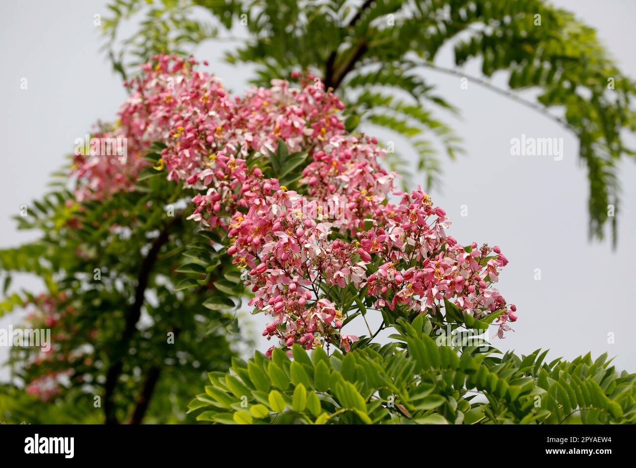 Dhaka, Bangladesh - April 25, 2023: A Burmese pink cassia tree covered ...