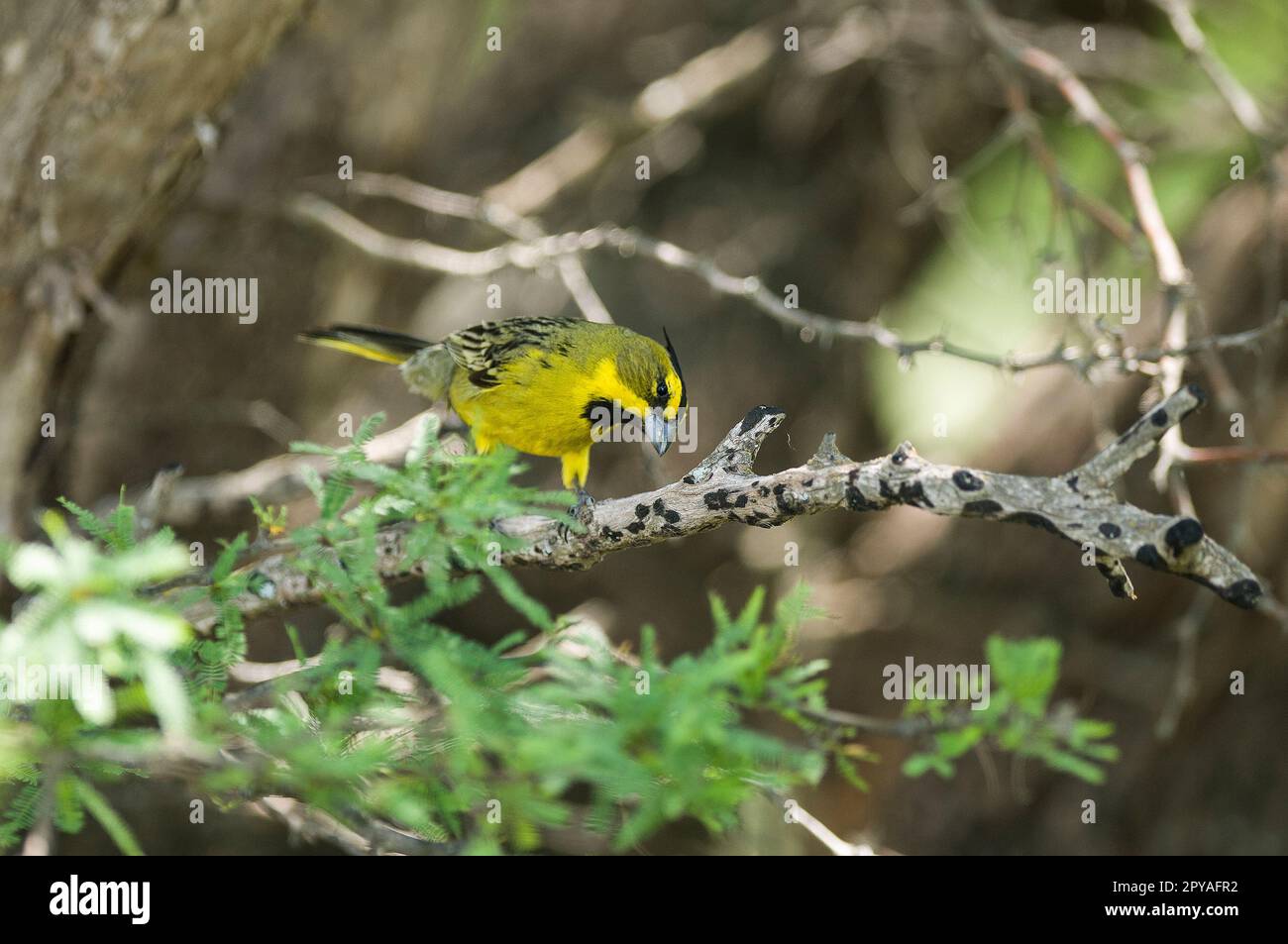 Yellow Cardinal, Endangered Species, Calden Forest, La Pampa Province ...