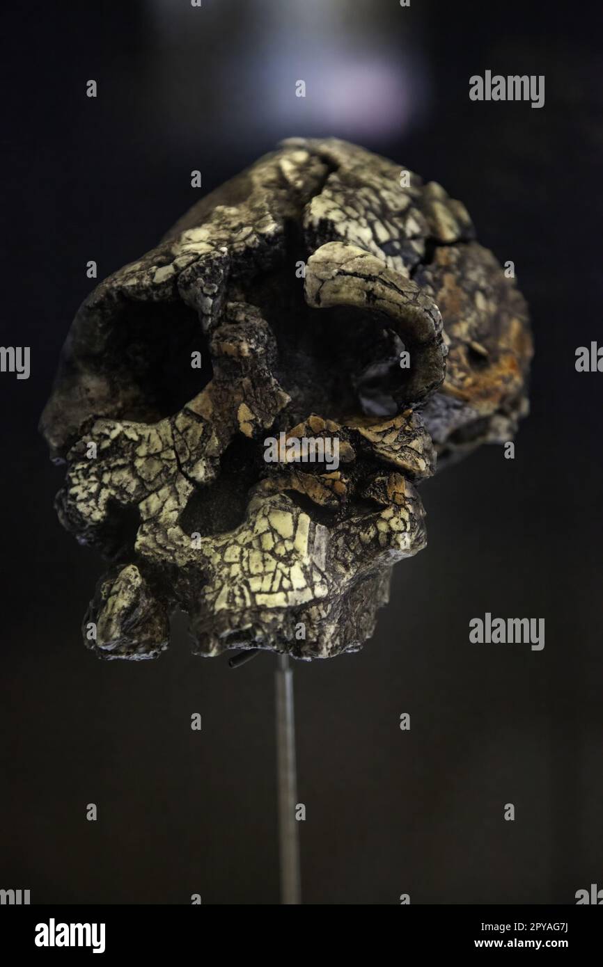 Prehistoric human skull Stock Photo - Alamy