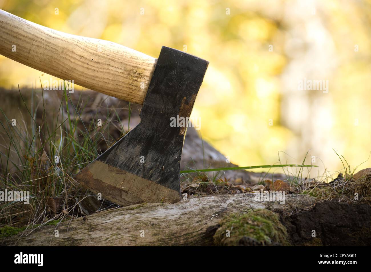 Hatchet or ax standing upright in a tree stump Stock Photo - Alamy