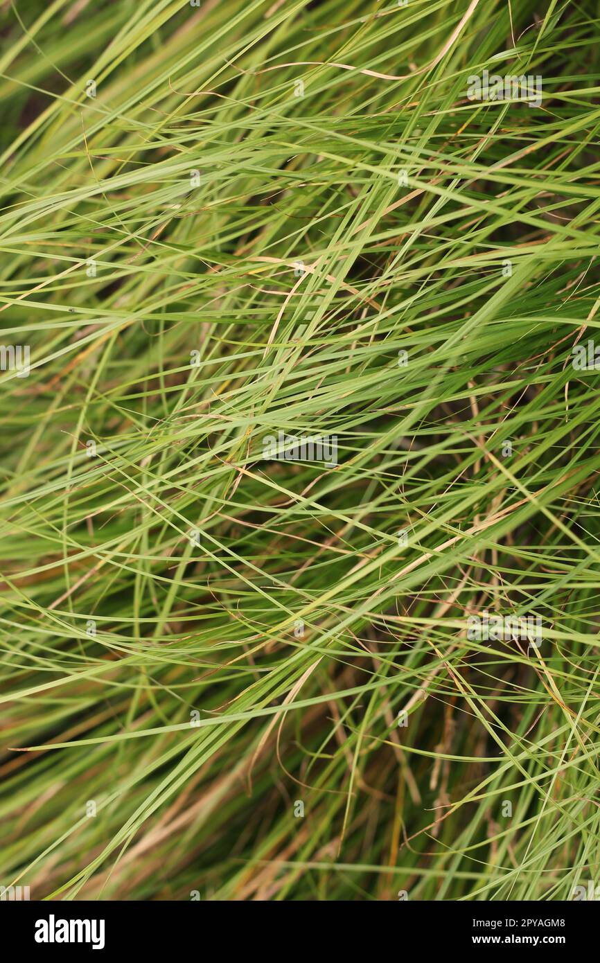 A full frame view of long wild green grasses growing in the meadow ...