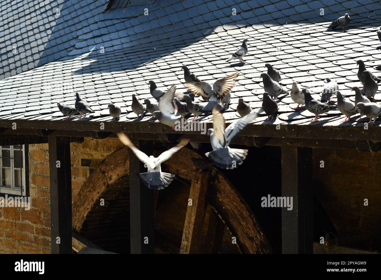 Pigeons on roof historic hi-res stock photography and images - Alamy
