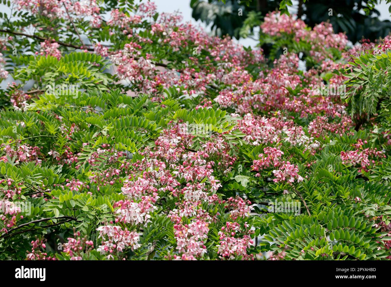 Dhaka, Bangladesh - April 25, 2023: A Burmese pink cassia tree covered ...