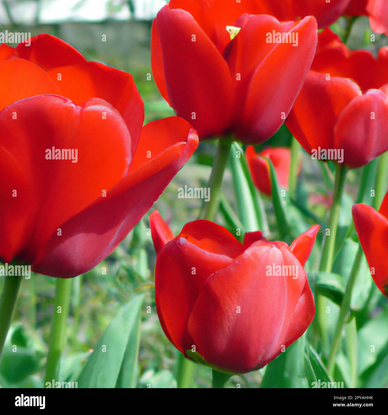 Darwinian hybrids hi-res stock photography and images - Alamy