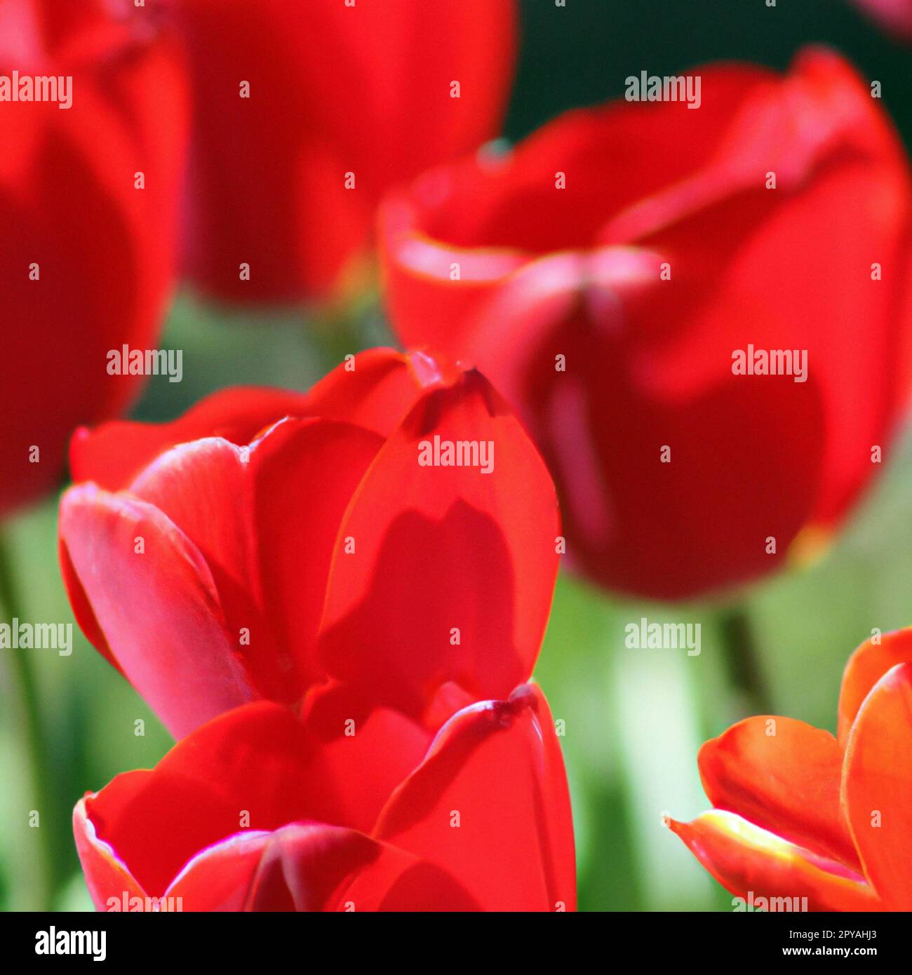 Darwinian hybrids hi-res stock photography and images - Alamy