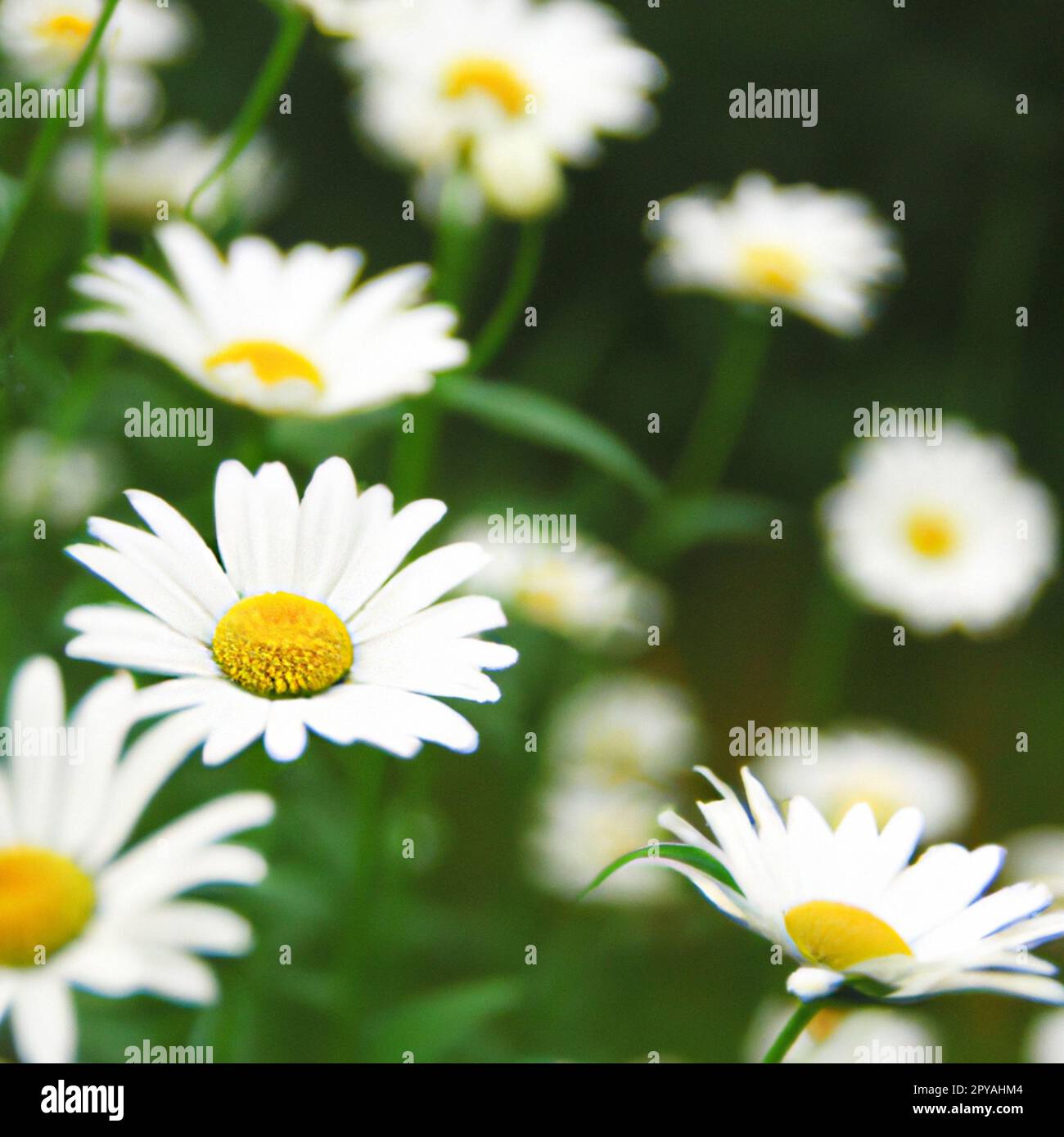 White Daisies flowers. Postcard or label design. Yellow flower earring ...