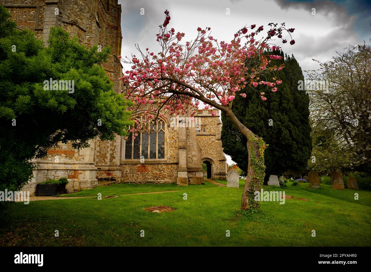 Thaxted Essex England UK Spring flowers May 2023 Cherry Tree Planted by ...