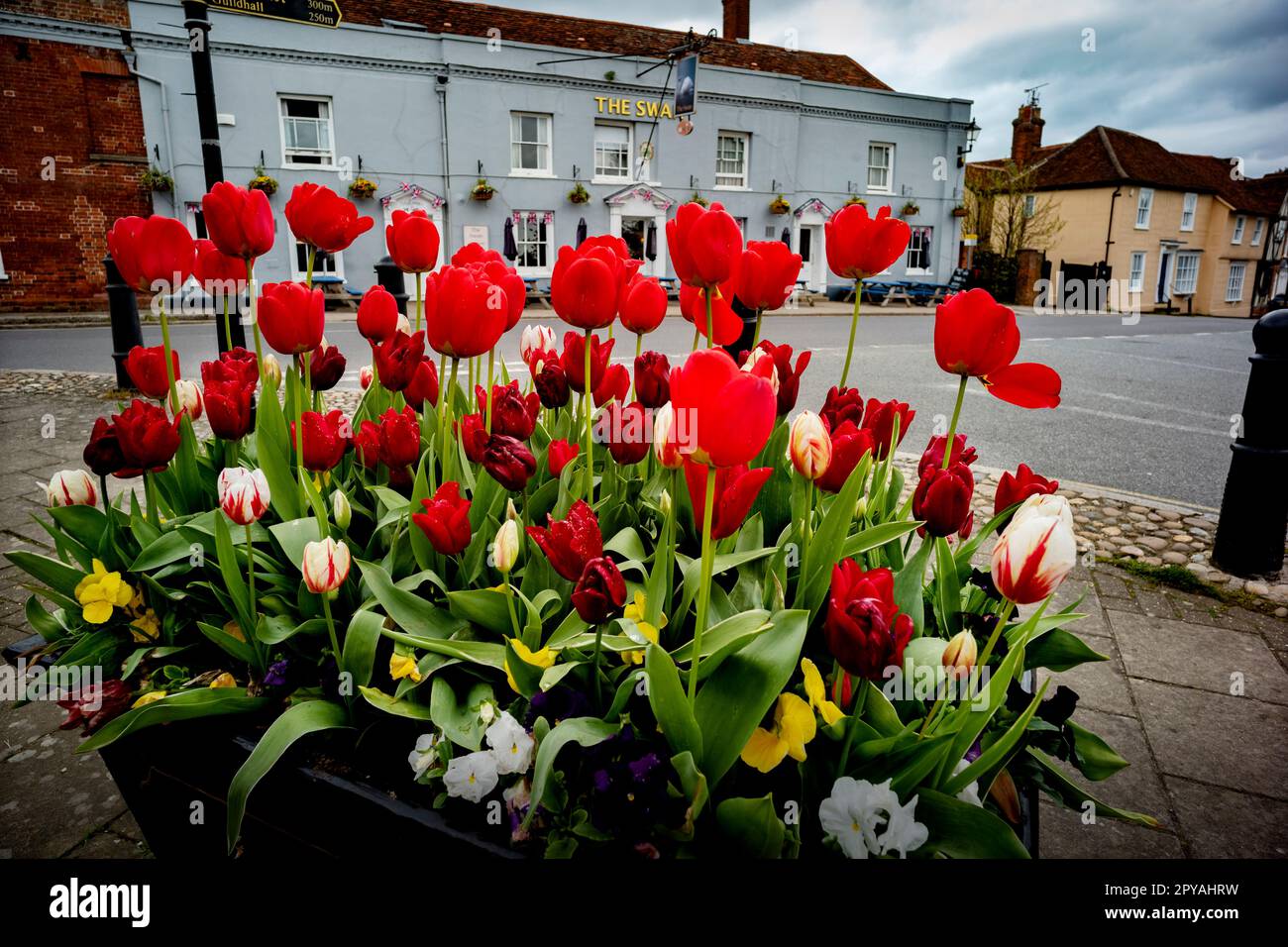 Thaxted Essex England UK Spring flowers May 2023 Tulips planted at the ...