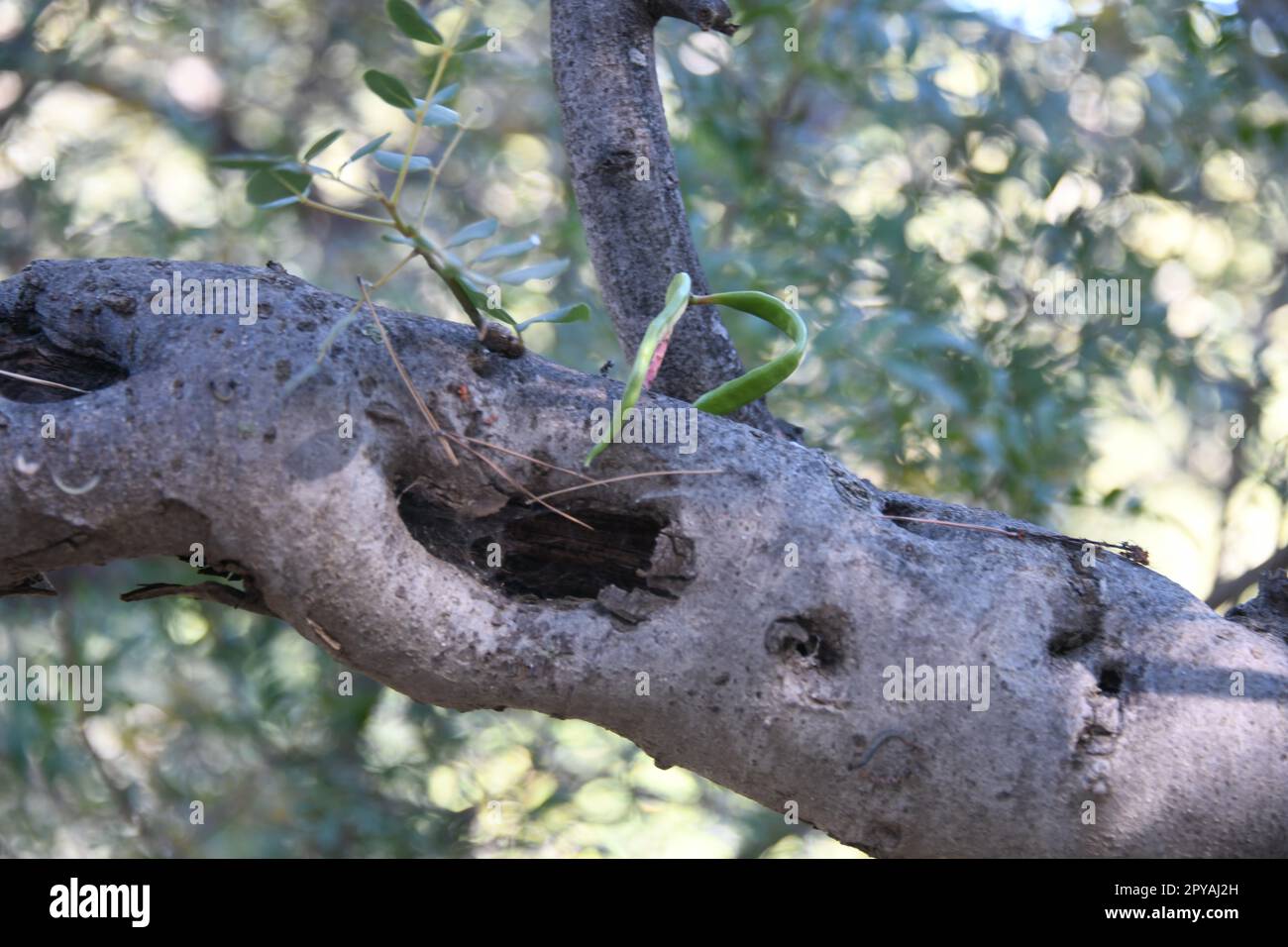 Baobab tree in the province of Alicante, Costa Blanca, Spain Stock ...