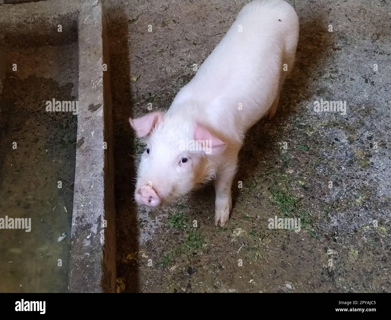 white pig in the barn. The animal raised its head and looks into the ...