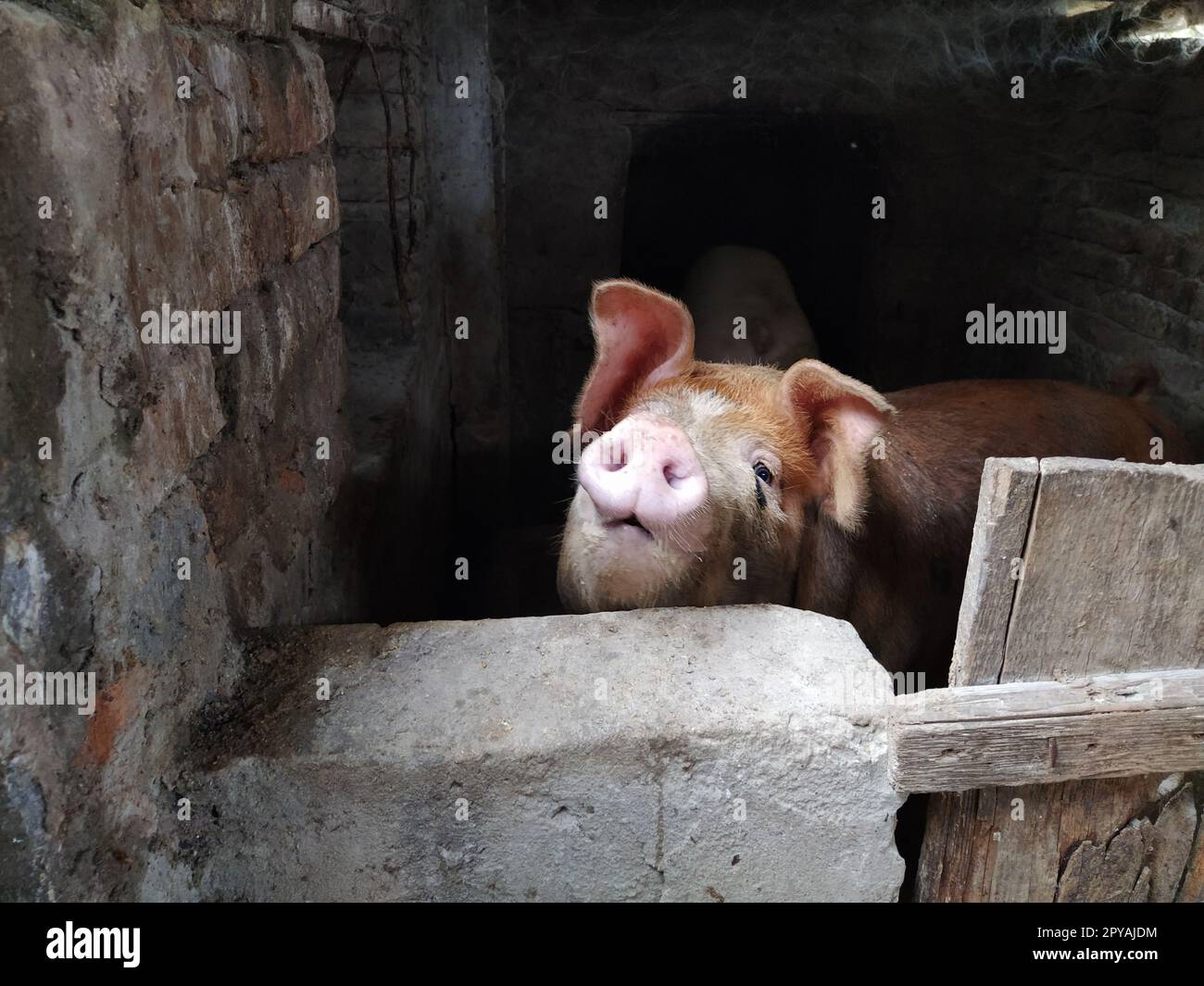 A pig with a brown skin in a pigsty. Agriculture. Pork production. Pig ...