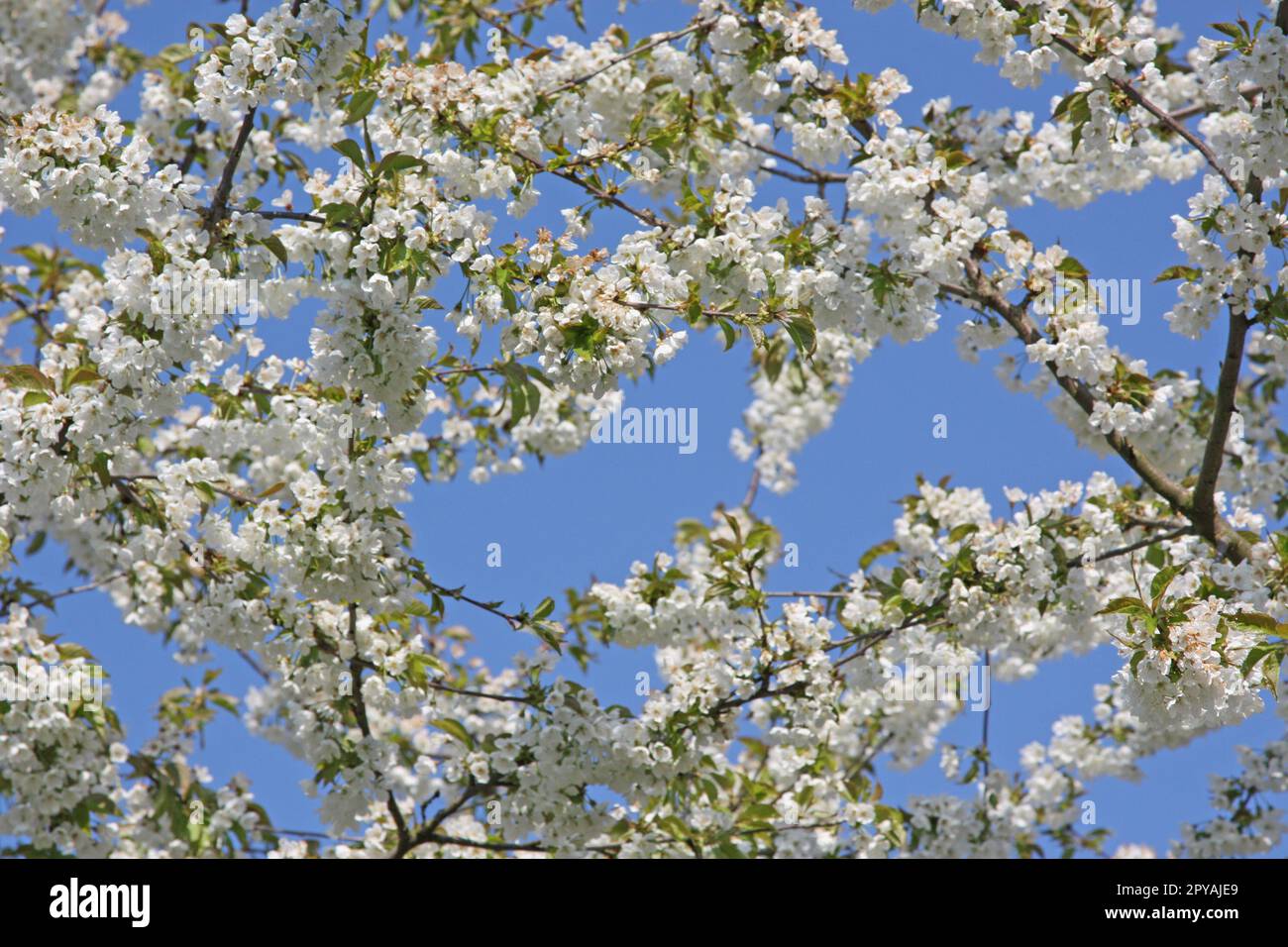 Beautiful branch of blossoming tree in spring Stock Photo - Alamy
