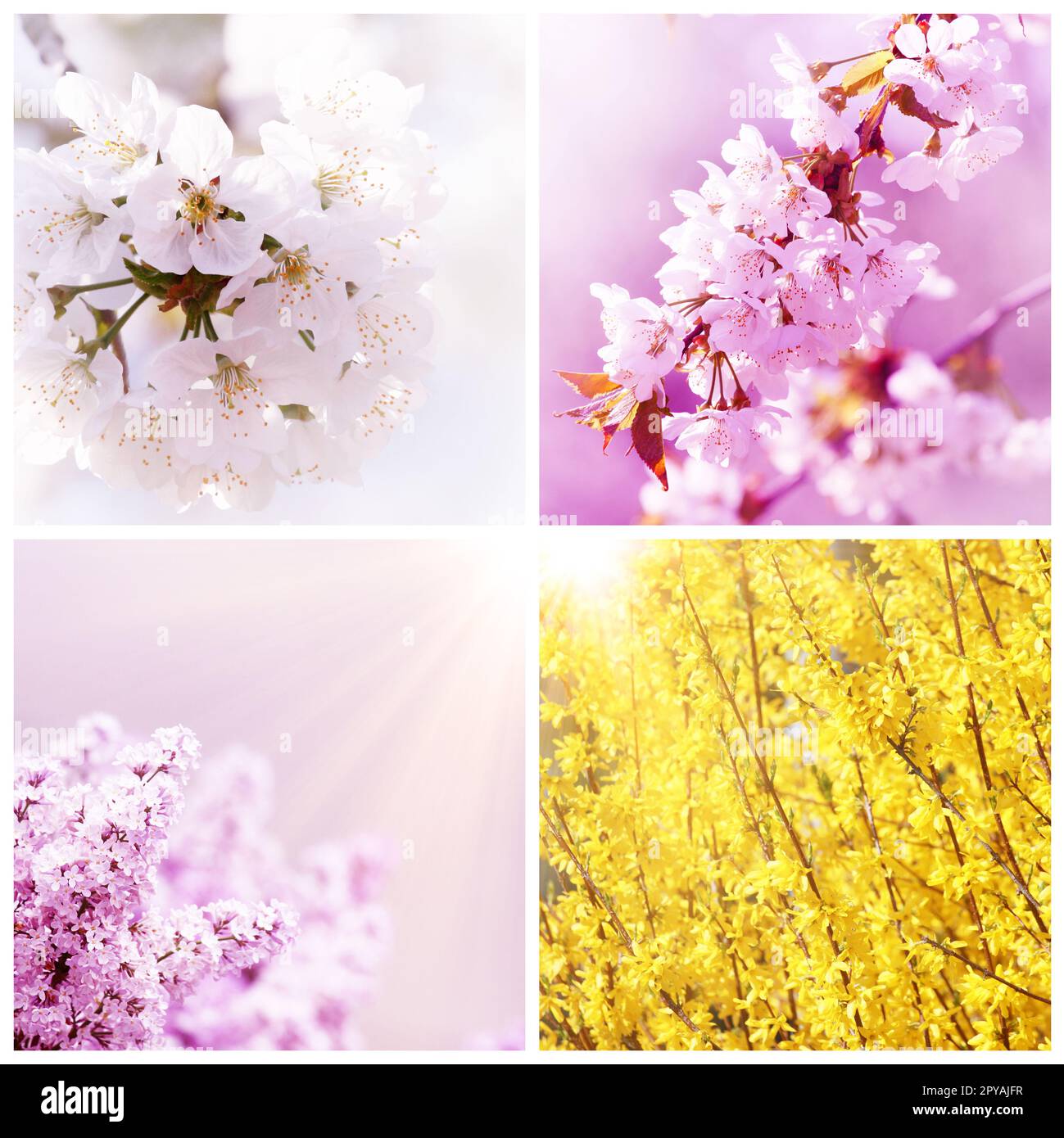 Beautiful branch of blossoming tree in spring Stock Photo - Alamy